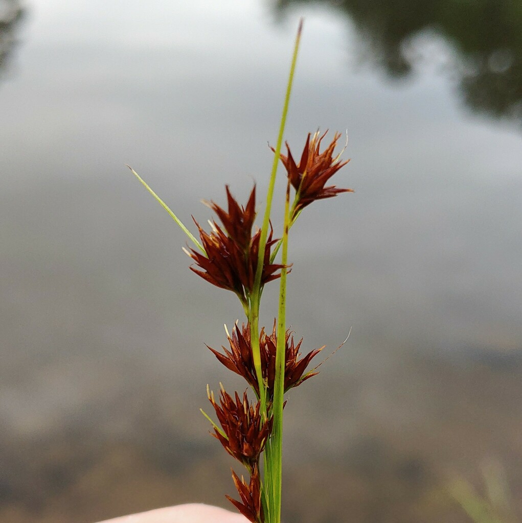 brownish beaked-rush from Mountain Park, GA, USA on July 4, 2023 at 08: ...