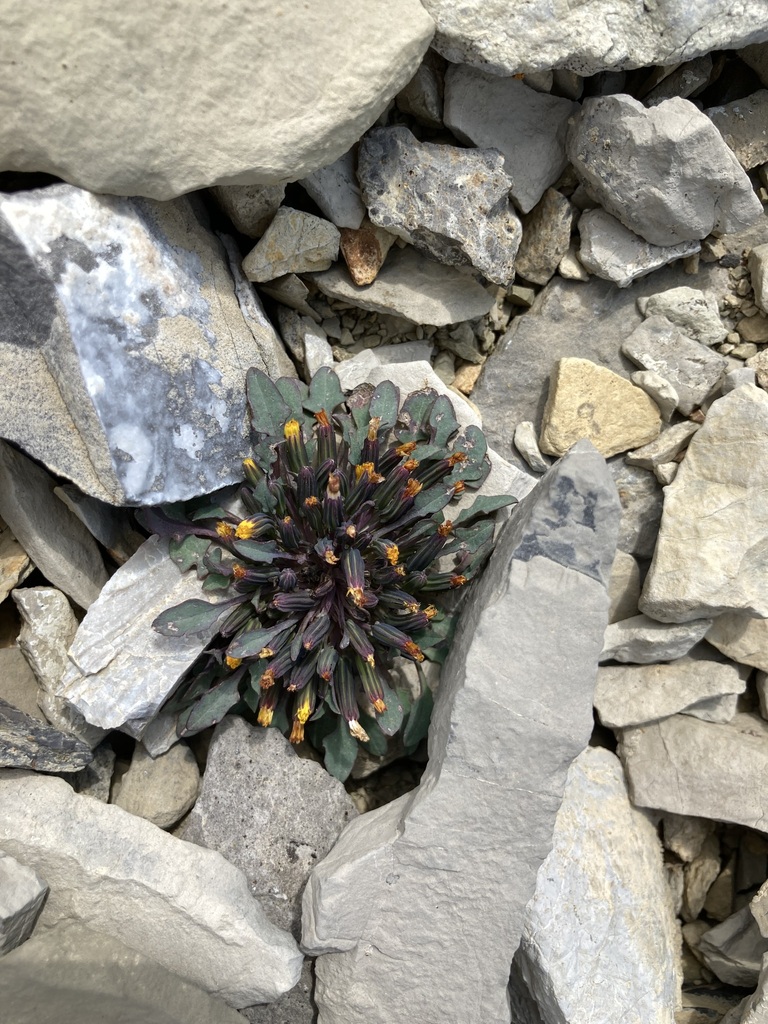 Dwarf Alpine Hawk's-beard from Kananaskis, AB T0L, Canada on July 3 ...