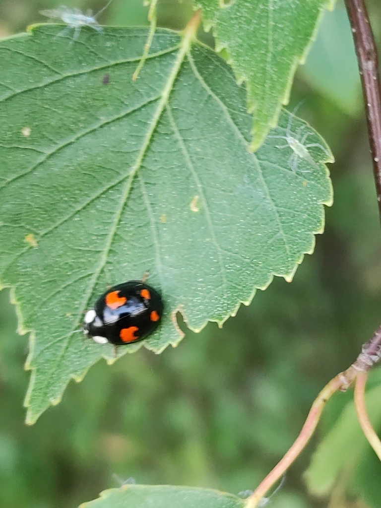 Ladybug ate my flesh? Washington state, USA : r/insects
