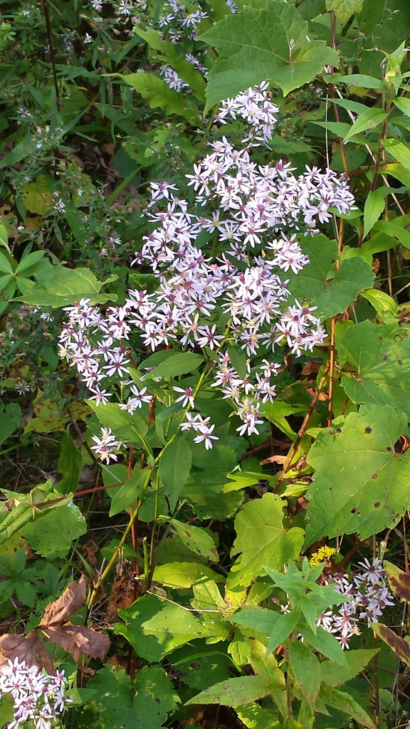 Common Blue Wood Aster (Asters of the Northeastern United States ...