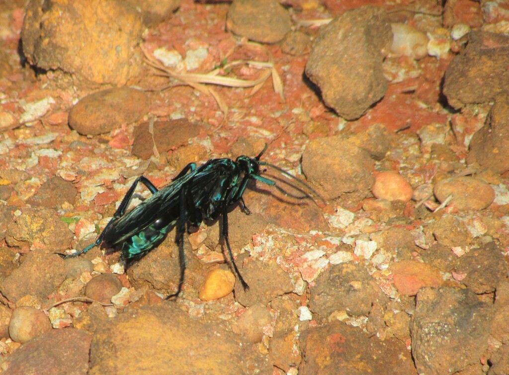Tarantula-hawk Wasps and Allies from Maraú-BA on July 4, 2023 at 08:58 ...