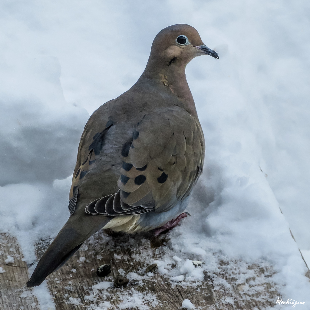 Mourning Dove (Birds of the Preserve at Shaker Village) · iNaturalist