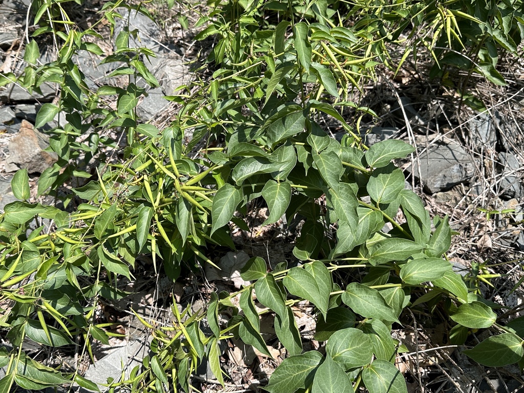 European swallow-wort from Bolton Point Rd, Lansing, NY, US on July 4 ...