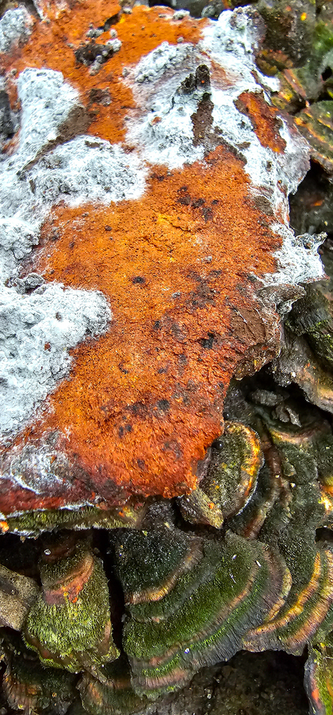 orange polypore mould from Yorkmount, Charlotte, NC, USA on May 30 ...
