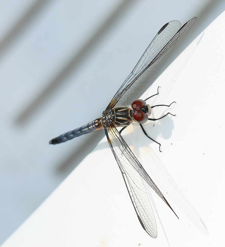Blue Dasher from Browns Mills, Pemberton Township, NJ 08015, USA on ...