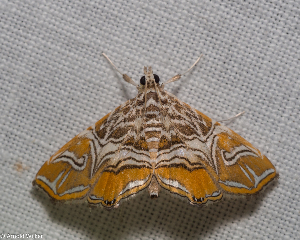 Paracymoriza from 27000 Kuala Tahan, Pahang, Maleisië on March 23, 2018 ... Paracymoriza from 27000 Kuala Tahan, Pahang, Maleisië on March 23, 2018 ...