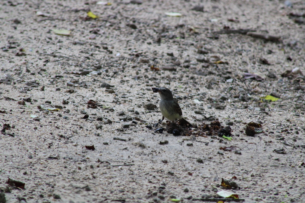 Flammulated Flycatcher from Santa María Huatulco, Oax., México on July ...