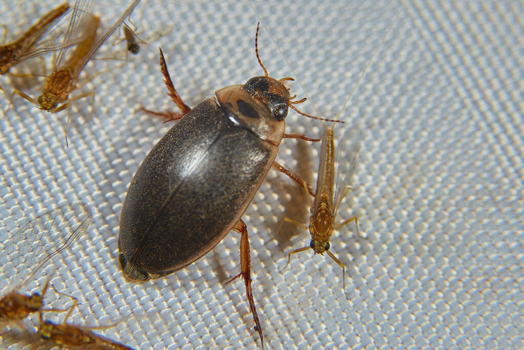 Rhantus from Уфа, Респ. Башкортостан, Россия on July 3, 2023 at 11:35 ...