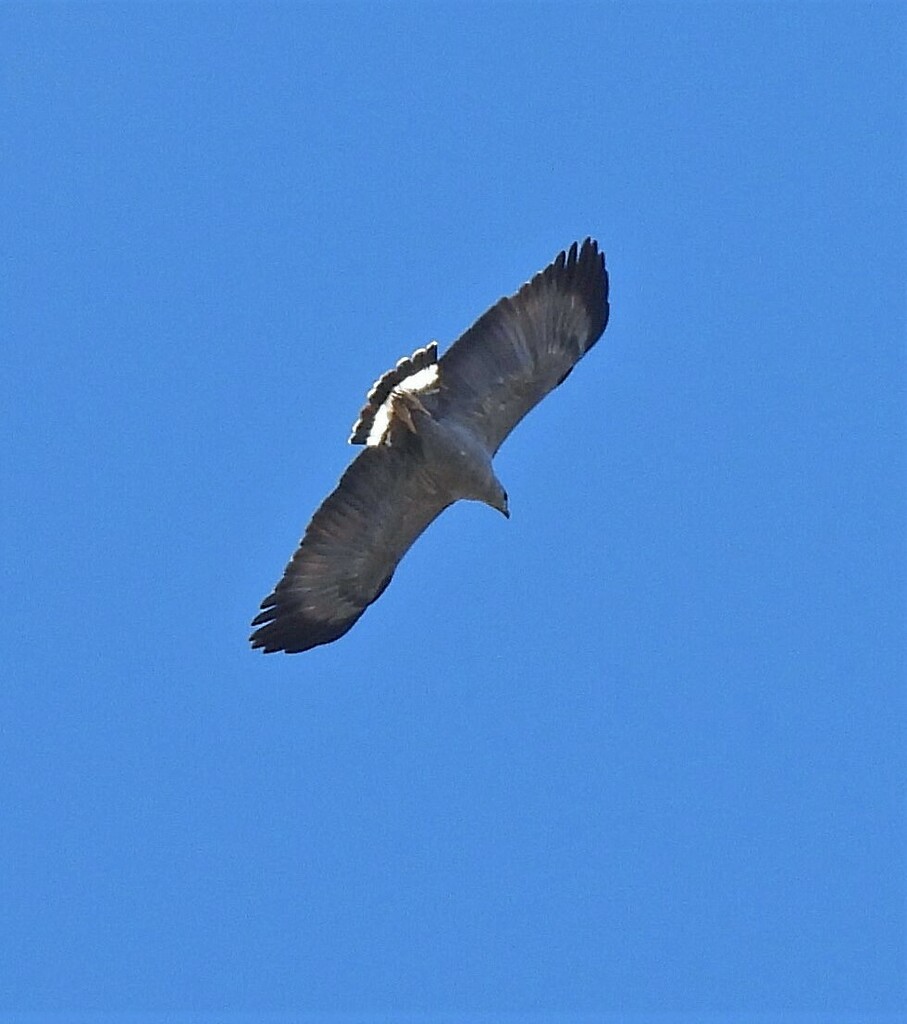 Chaco Eagle in June 2023 by Hugo Hulsberg · iNaturalist