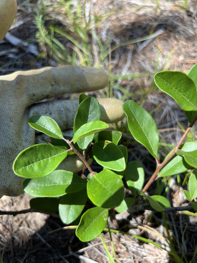 Gum bumelia from Strawn, TX, US on July 4, 2023 at 11:13 AM by ...