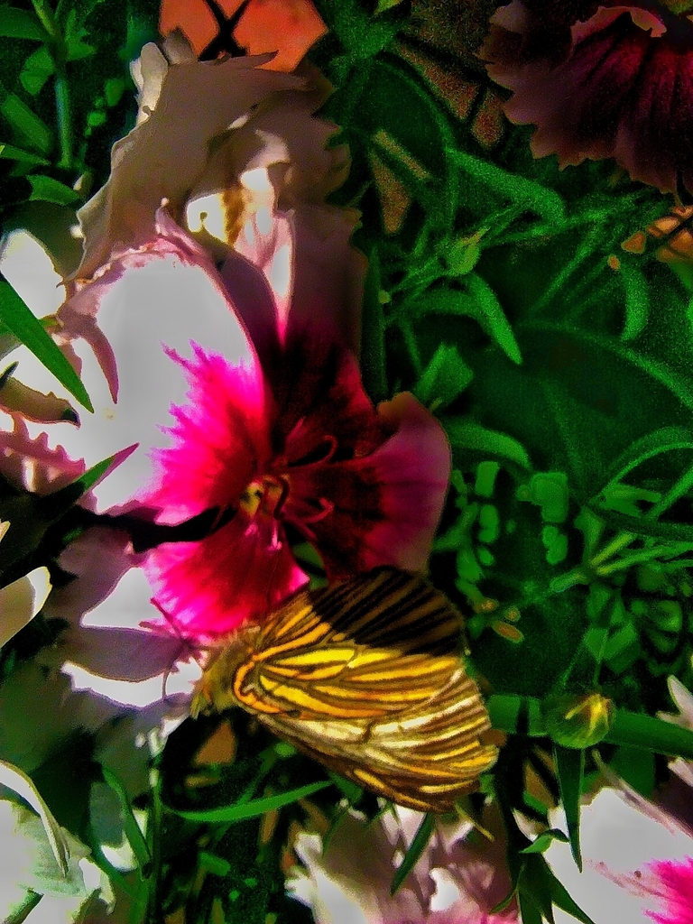 Tatochila theodice from San Mateo (Soacha), Soacha, Cundinamarca ...