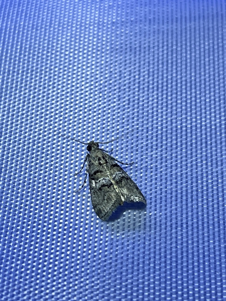 Maple Webworm Moth from Greenview Ct, Haltom City, TX, US on July 3 ...