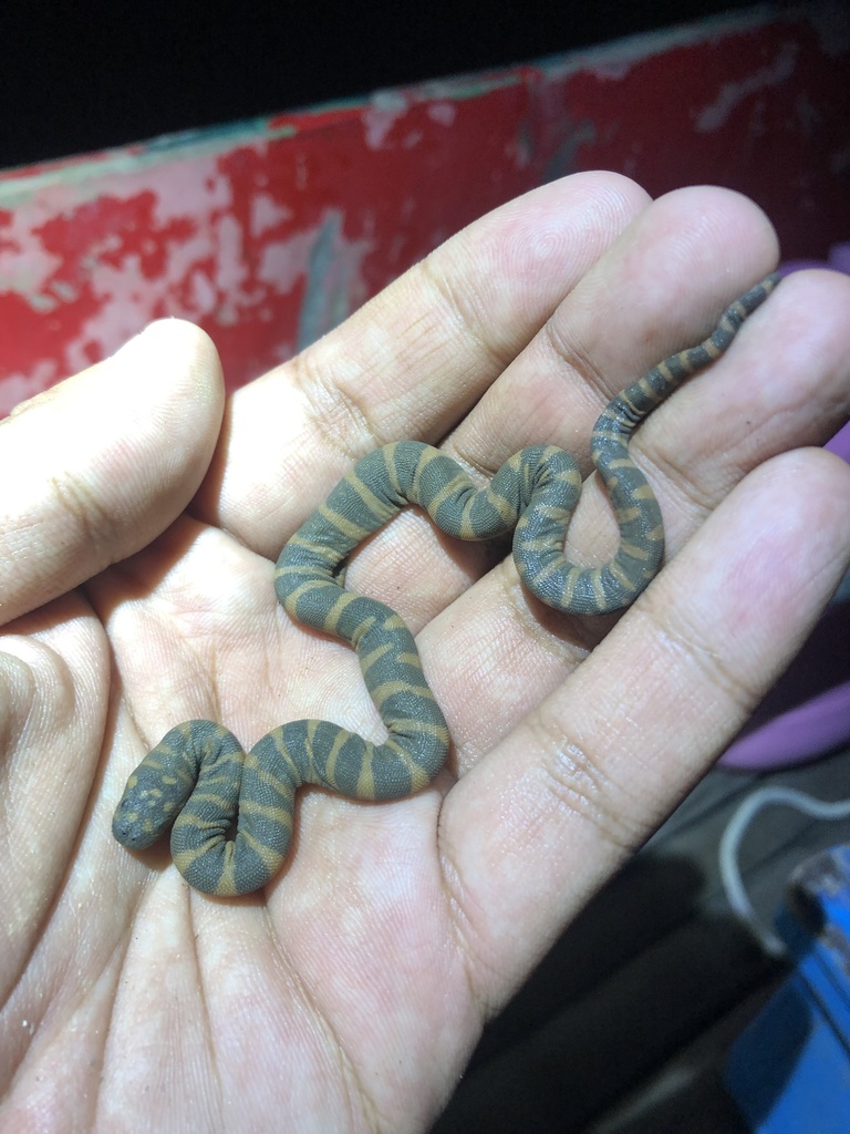 Marine File Snake in July 2023 by Neil Balchan. Active in mangrove ...