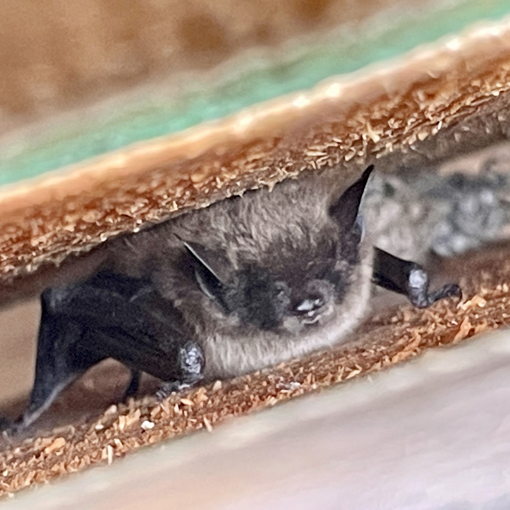 Little Brown Bat from Alstead, NH 03602, USA on April 28, 2023 at 02:55 ...