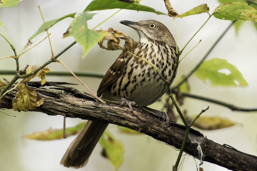 Brown Thrasher (Birds of the Preserve at Shaker Village) · iNaturalist