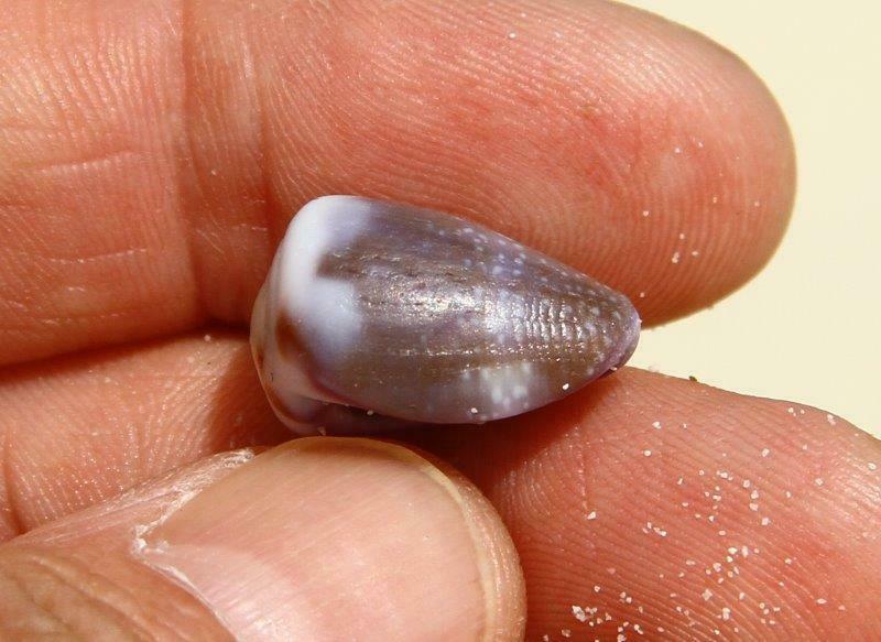 Rat Cone from Diego Garcia, BBND 1ZZ, British Indian Ocean Territory on ...