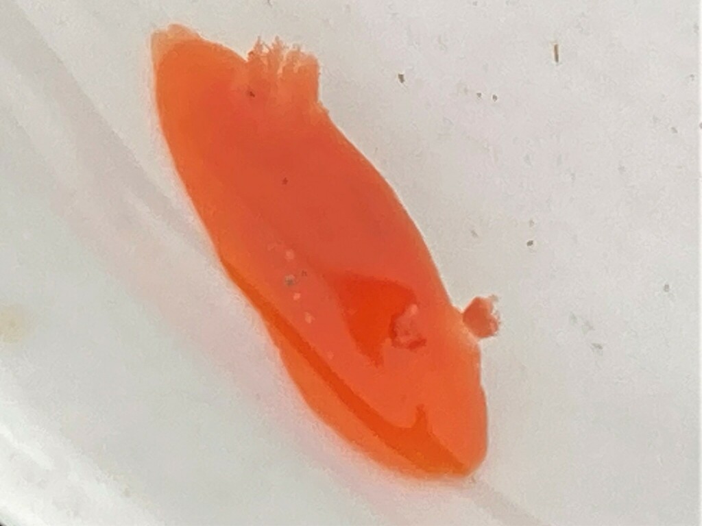 Red Sponge Dorid from Sonoma County, CA, USA on July 4, 2023 at 08:05 ...