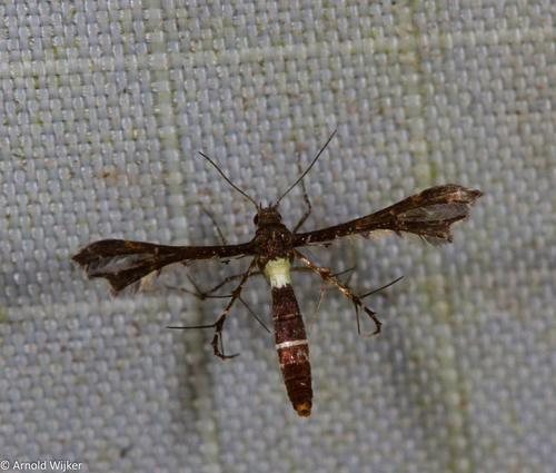 Genus Fletcherella · iNaturalist