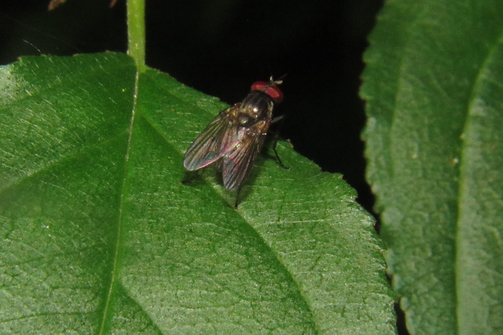 Muscoid Flies from 49601 Eight Mile Rd, Northville, MI 48167, USA on ...