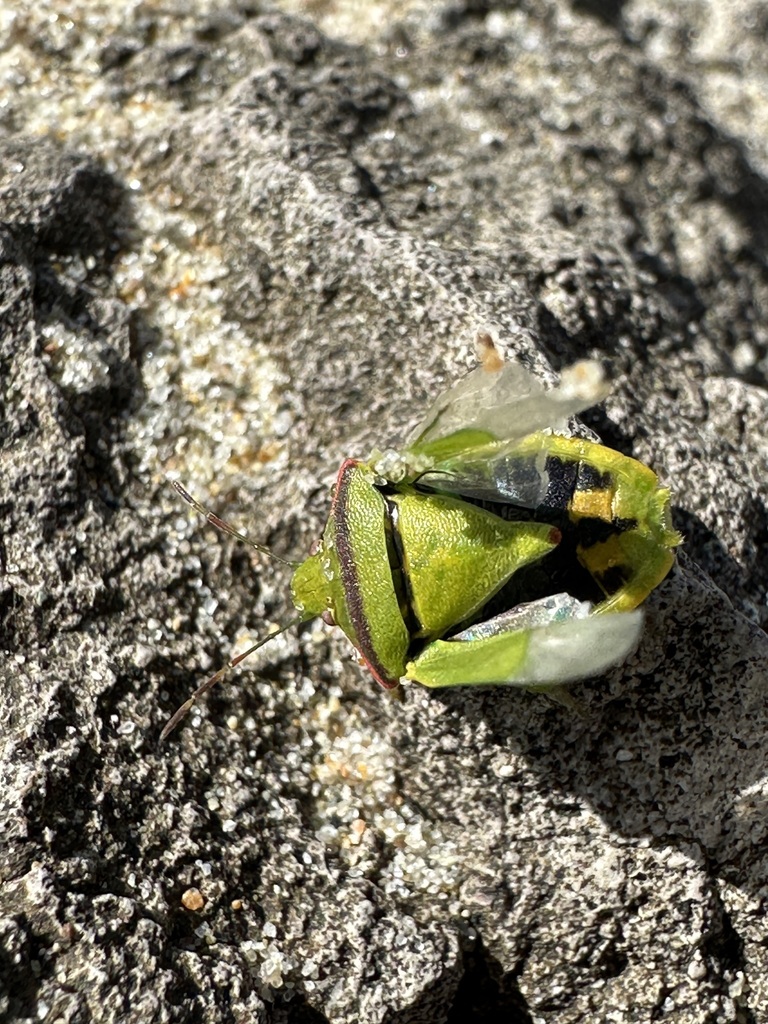 Thyanta pallidovirens from Ventura County, CA, USA on June 27, 2023 at ...
