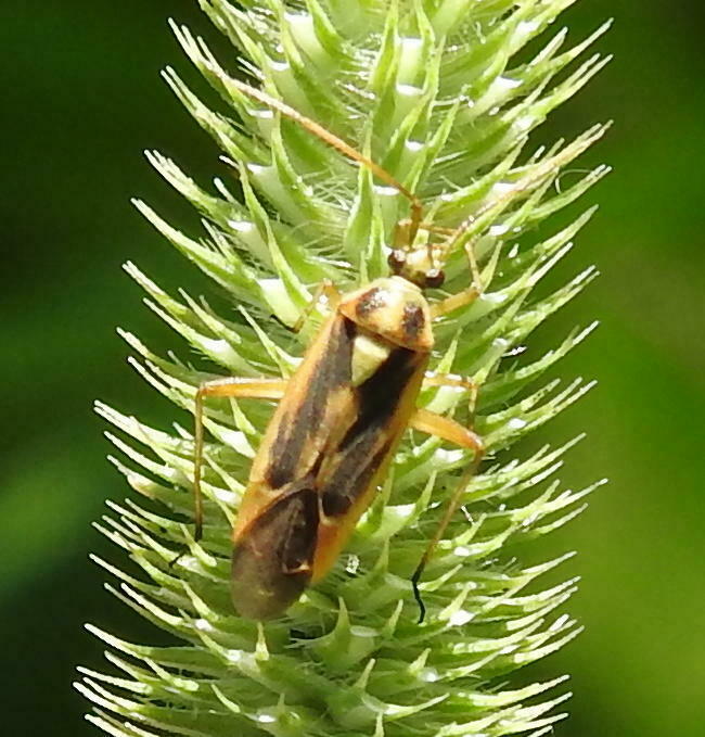 Two-spotted Grass Bug from Embury Road on July 4, 2023 at 08:49 AM by ...