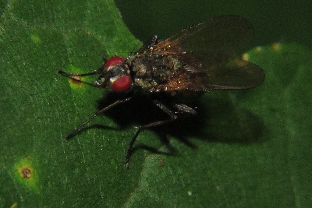 Muscoid Flies from 49601 Eight Mile Rd, Northville, MI 48167, USA on ...