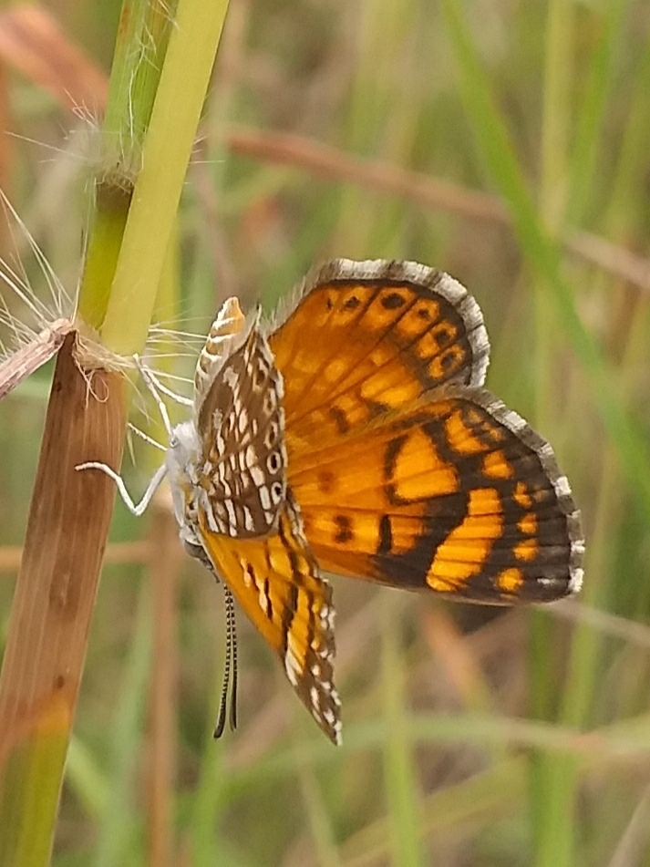 Aricoris erostratus from Tocaima on July 4, 2023 at 12:30 PM by Oscar ...