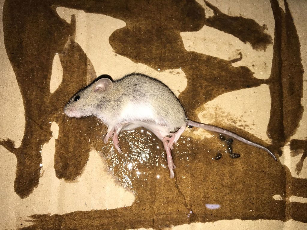 Himalayan Field Mouse (Apodemus pallipes) - Know Your Mammals