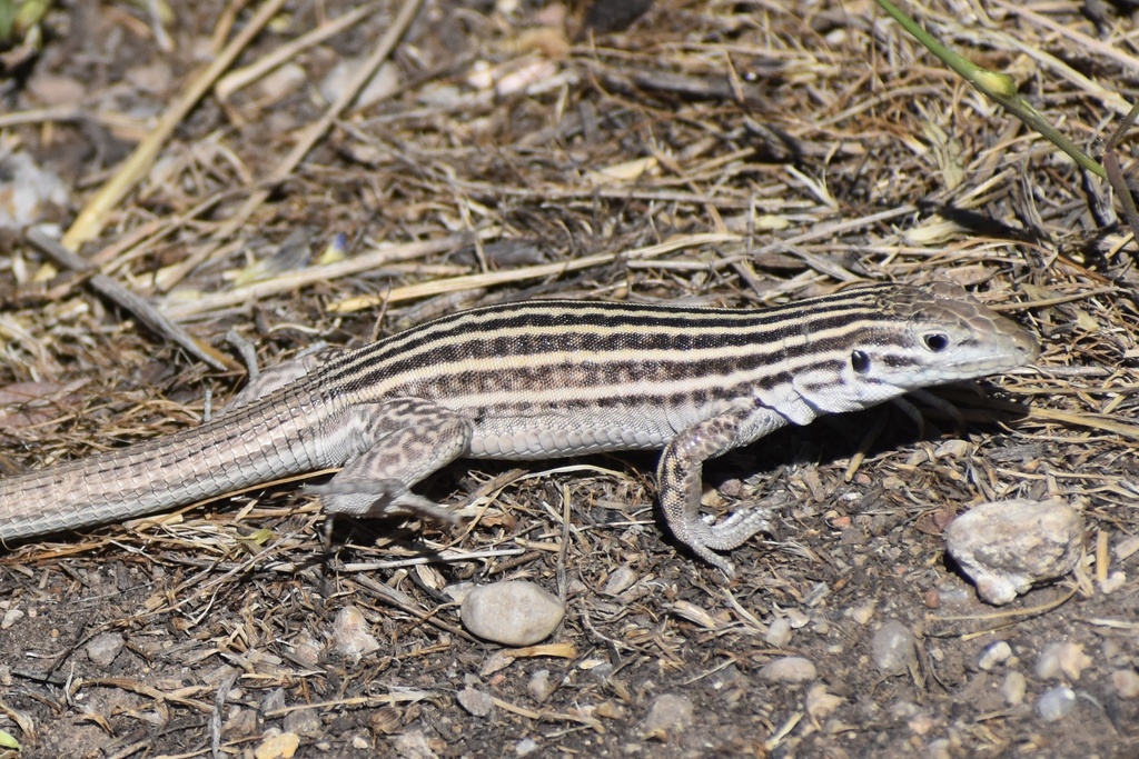 New Mexico Whiptail from Ensign Peak Nature Park, Salt Lake City, UT, US on June 26, 2023 at 10: ...