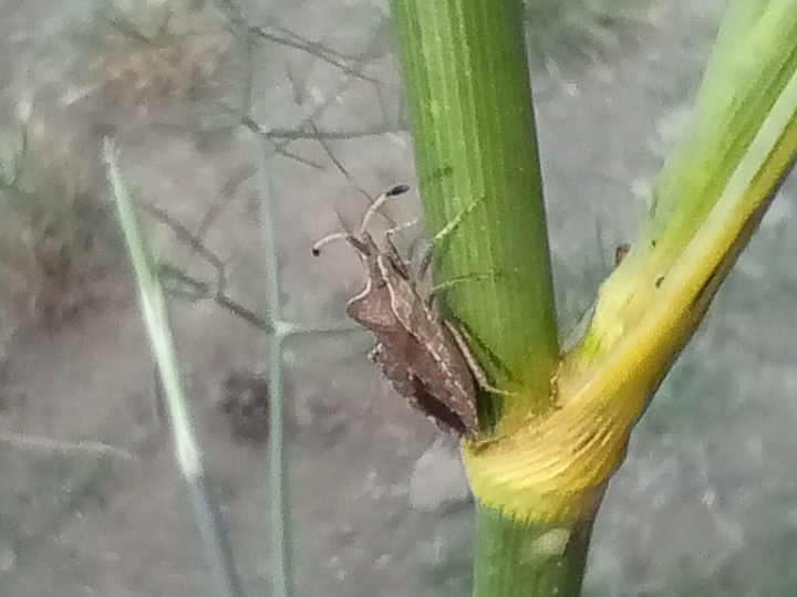 Boat Bug from 08398 Santa Susanna, Barcelona, Espanya on July 4, 2023 ...