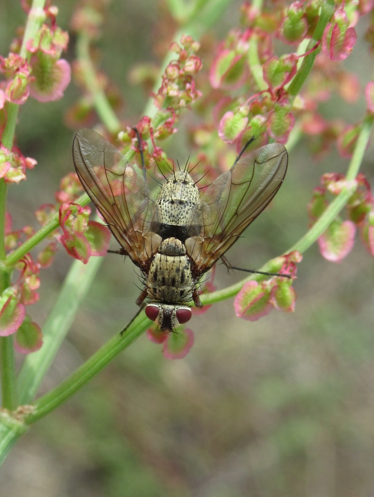 Dexia rustica from Жодино, Беларусь on July 4, 2023 at 03:43 PM by ...