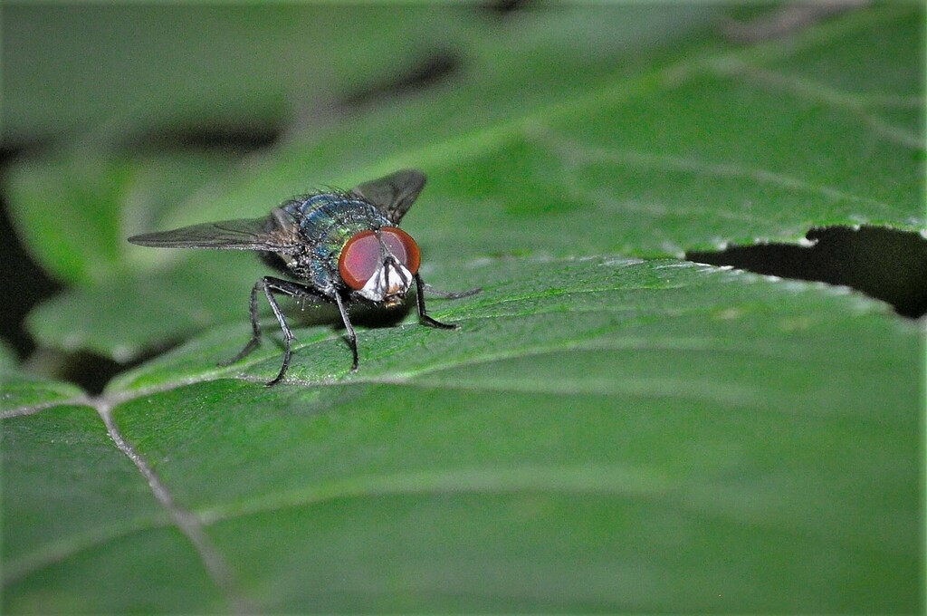 Greenbottle Flies from Tarnowskie Góry, Polska on July 4, 2023 at 04:50 ...