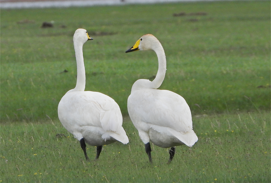 Whooper Swan from Gurvanbulag, Mongolia on June 25, 2023 at 06:06 PM by ...
