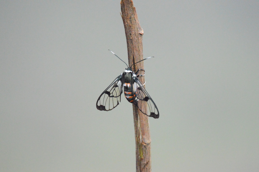 Dasysphinx pilosa from wayquecha on January 28, 2016 by ani88 · iNaturalist