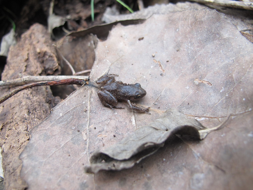 Rio Grande Chirping Frog from Austin County, US-TX, US on December 29 ...