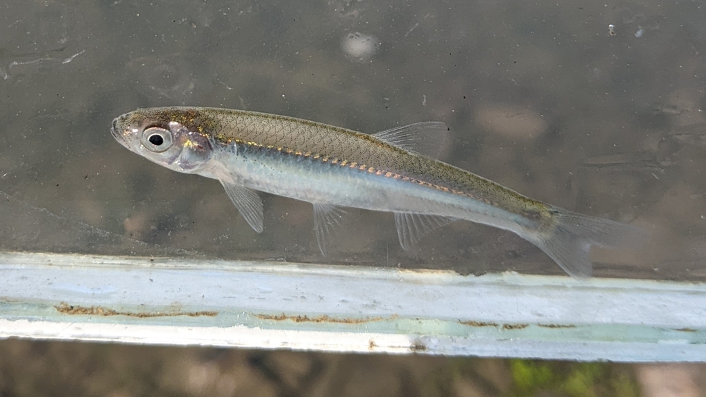 Emerald shiner from Leavenworth, IN 47137, USA on July 4, 2023 at 09:22 ...