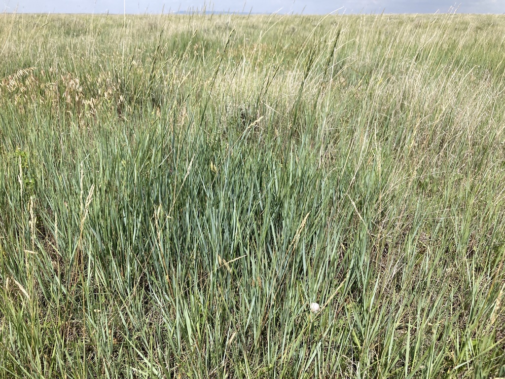 Western Wheatgrass from Hammond, MT, US on July 4, 2023 at 03:10 PM by ...