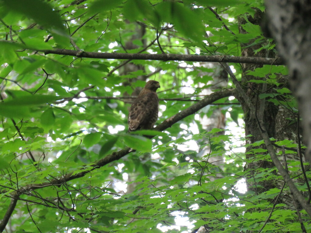 Broad-winged Hawk from Plymouth, VT, USA on July 4, 2023 at 01:57 PM by ...