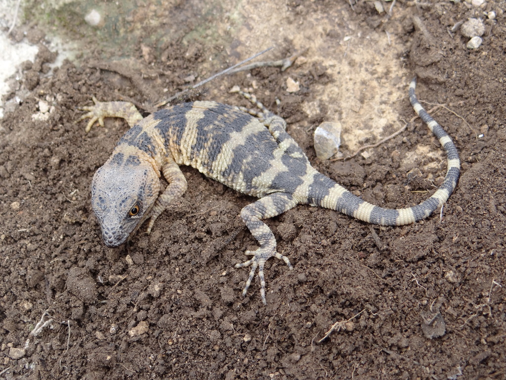 Pallid Knob-scaled Lizard in July 2012 by timoteo_b · iNaturalist