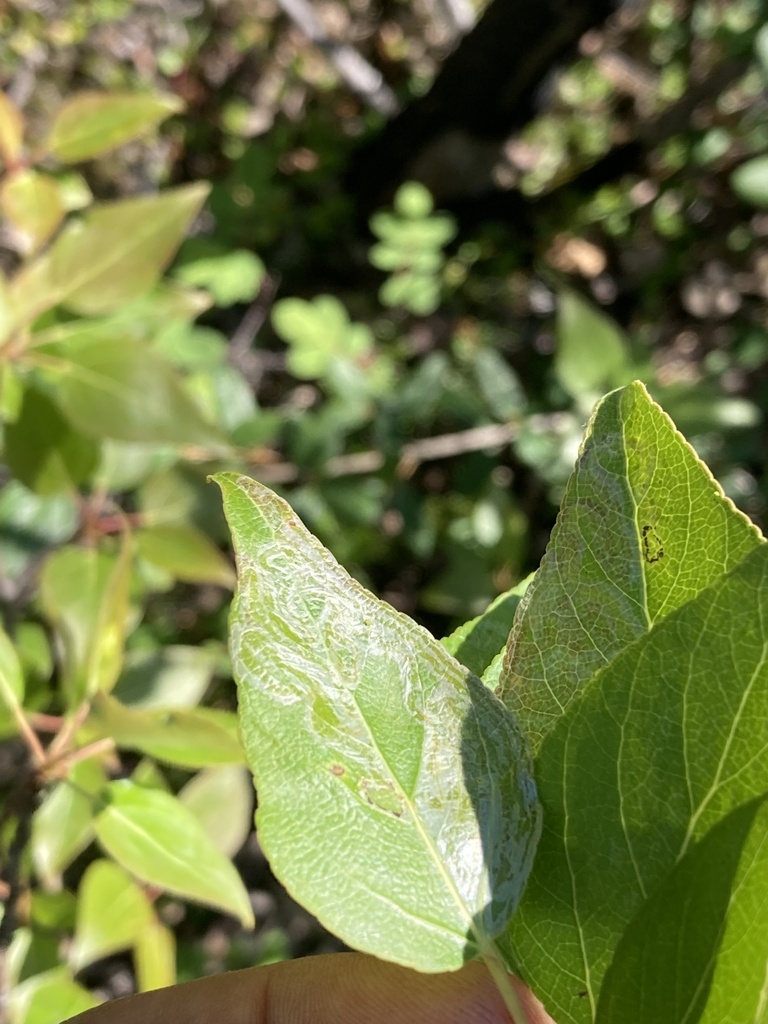 balsam poplar from Region 4, Unorganized, NT, CA on June 16, 2023 at 10 ...