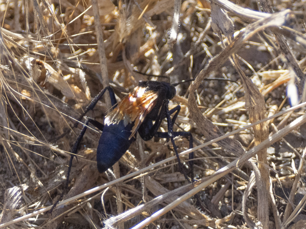 Thisbe's Tarantula-hawk Wasp from San Diego County, CA, USA on July 3 ...