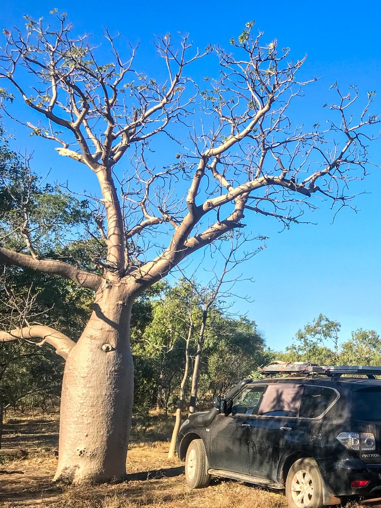 Boab from Mount Hardman WA 6765, Australia on July 4, 2018 at 03:37 PM ...
