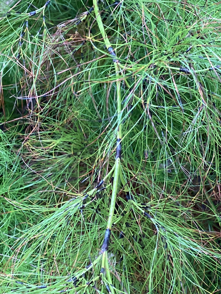 foxtails from Noosa - Noosa-Noosaville, Noosa, AU-QL, AU on July 4 ...