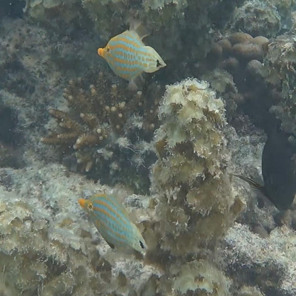 Longnose Filefish from Cape Range National Park WA 6707, Australia on ...