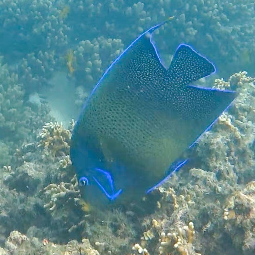 Semicircle Angelfish from Cape Range National Park WA 6707, Australia ...