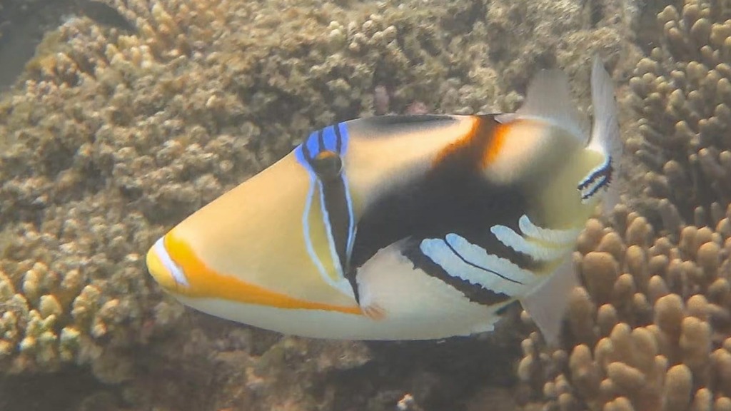 Lagoon Triggerfish from Cape Range National Park WA 6707, Australia on ...
