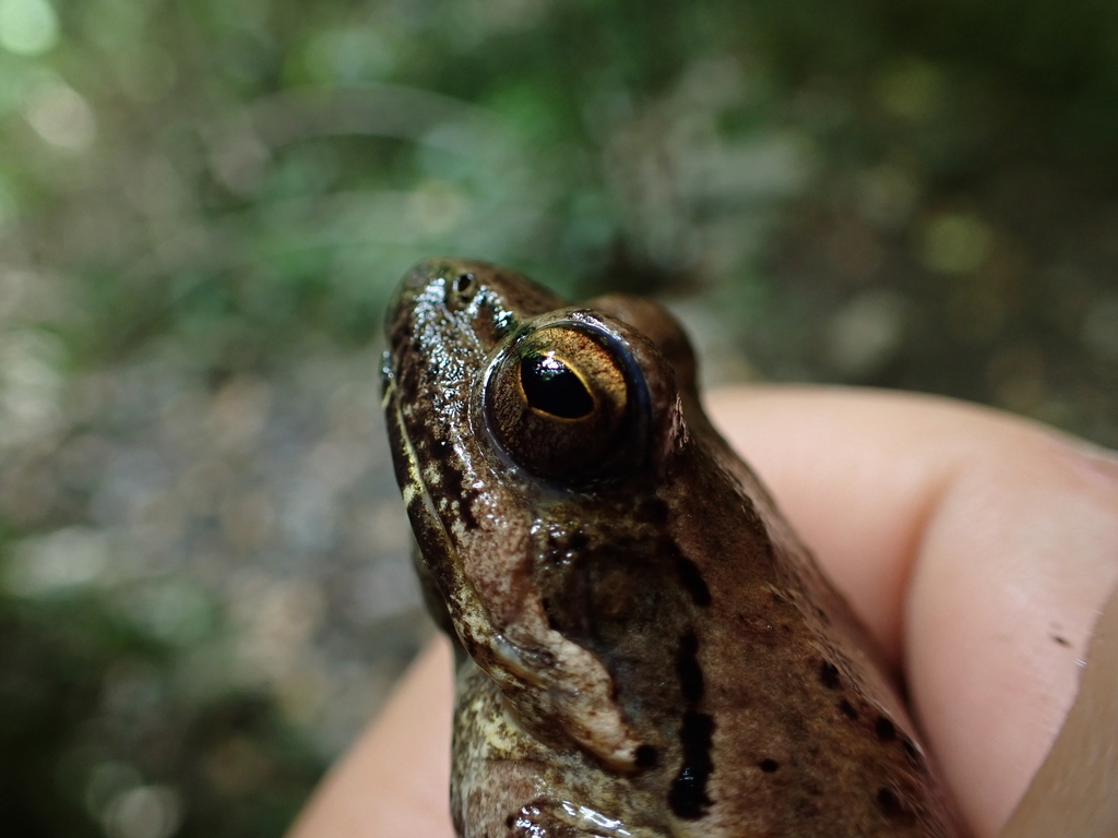 Greek frog from Peloponnese Region, Greece on June 6, 2022 at 04:49 AM ...