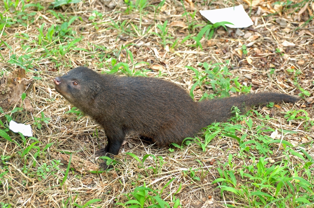 Marsh Mongoose (Atilax paludinosus) - Know Your Mammals