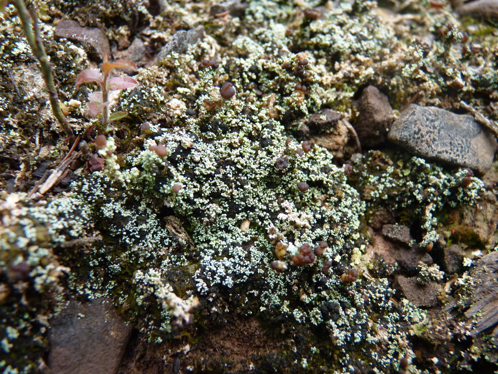 Granular Soil Foam Lichen in July 2023 by Ben · iNaturalist
