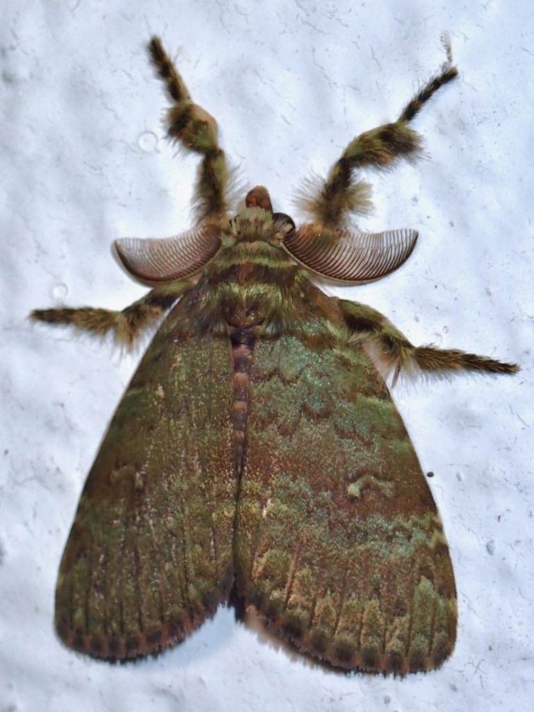 Ilema baruna from Pahang #1, Malaysia on April 15, 2023 at 10:05 PM by ...